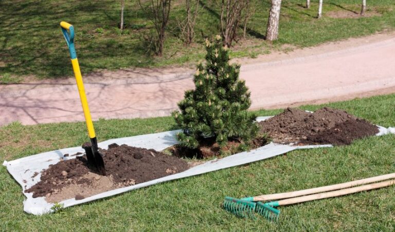 Best Time to Plant Evergreen Trees in the Hudson Valley - Hill ...