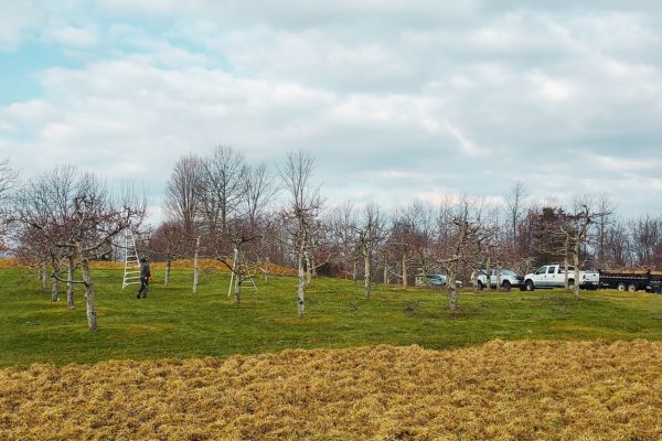 Orchard Care, Fruit Tree Pruning - Hill Treekeepers, Serving the Hudson ...