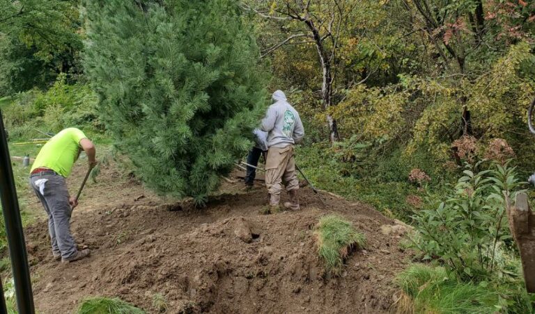 Spring Tree Care Checklist | Hudson Valley Expert Guide