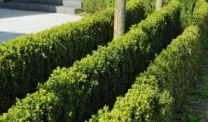 Boxwood Pests That Could be Killing Your Shrubs in the Hudson Valley ...