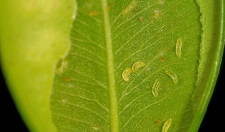 Boxwood Pests That Could be Killing Your Shrubs in the Hudson Valley ...