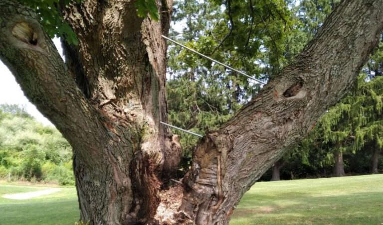 Tree Cabling and Bracing Benefits for Your Hudson Valley Trees - Hill ...